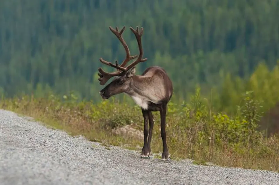 Voyage: Le Québec crée une aire protégée pour le caribou forestier ...