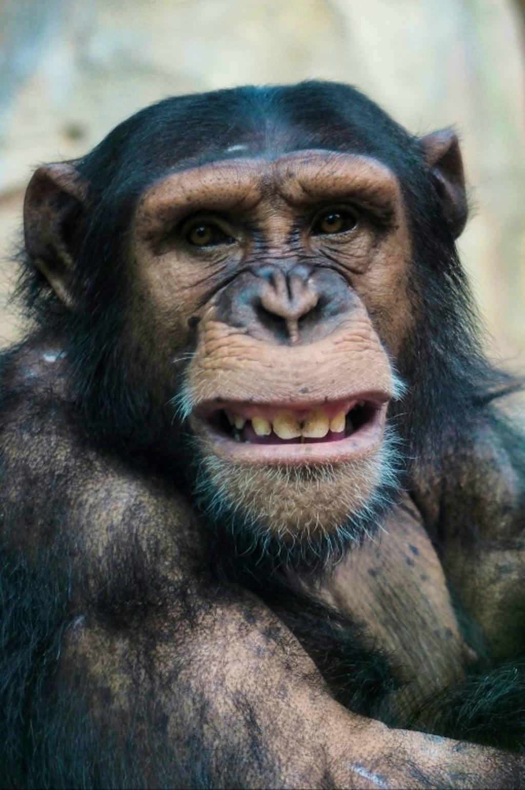 Le grand singe est-il une personne?