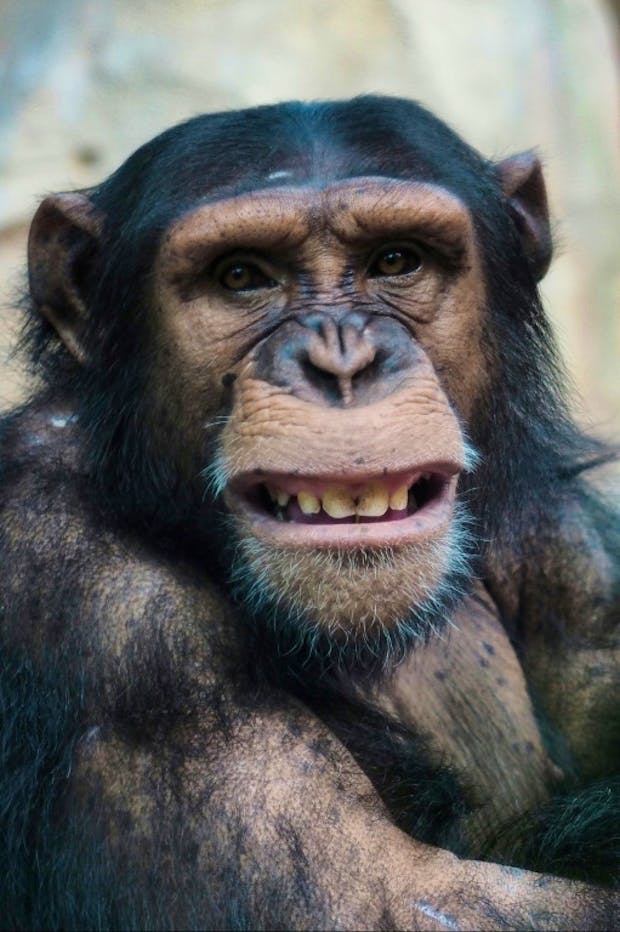 Le grand singe est-il une personne?