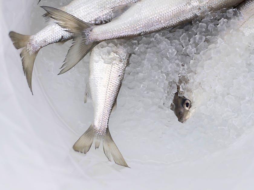 Fischerei: Rare Felchen im Bodensee | blue News