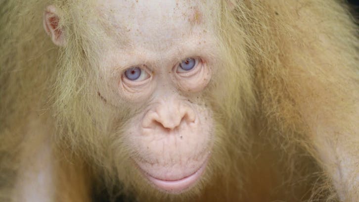 Seltenes Tier. Gegen jede Chance: Albino-Orang-Utan überlebt in freier ...