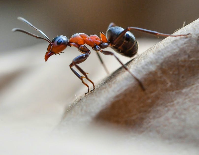 Sciences & Technique: Les fourmis, une source future de médicaments ...