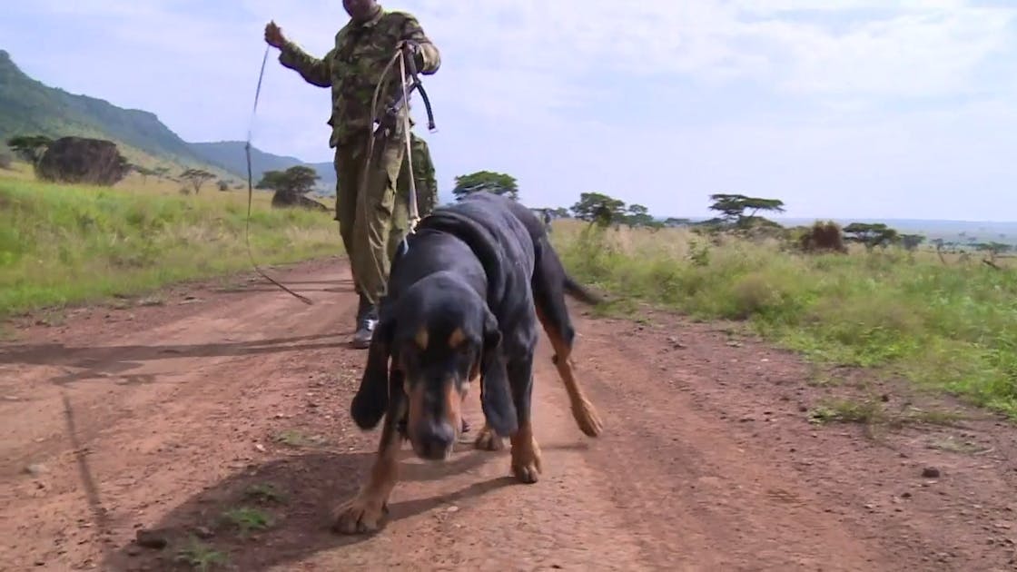 Auf der Fährte: Wie Hunde Wilderer in Kenia erschnüffeln | blue News