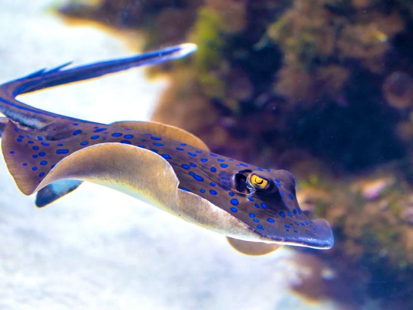 Tierwelt: Haie und Rochen im Zoo Zürich | blue News