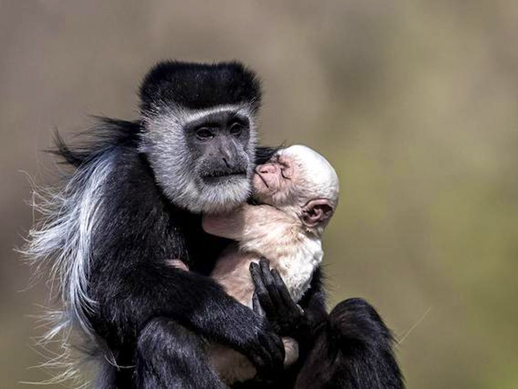 Le immagini più belle del mondo animale.