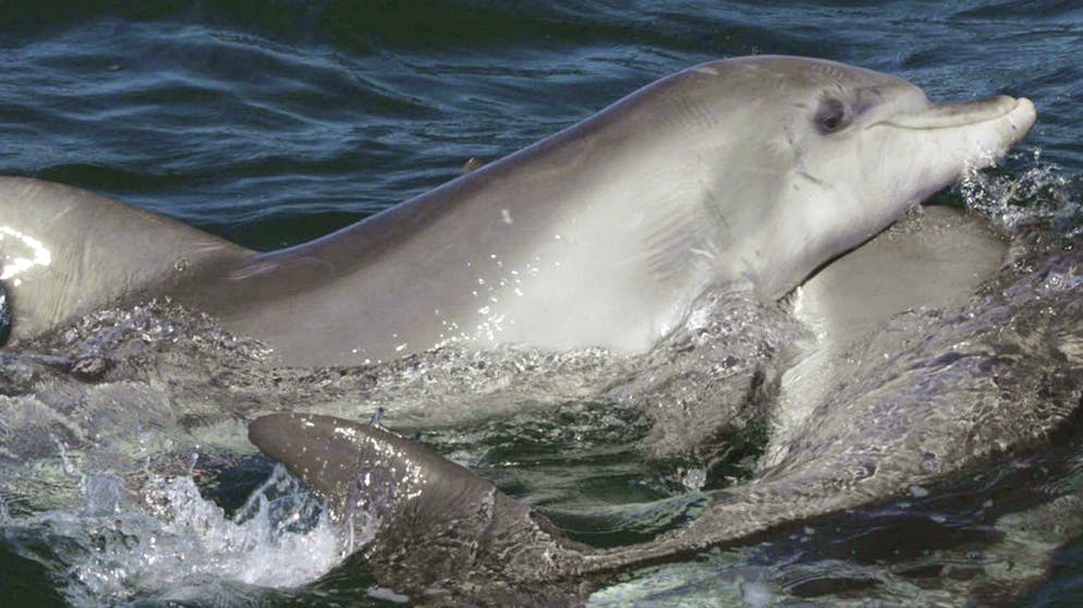 Doku über Delfinbabys: Lehrreich, rührend – und grossartige Bilder
