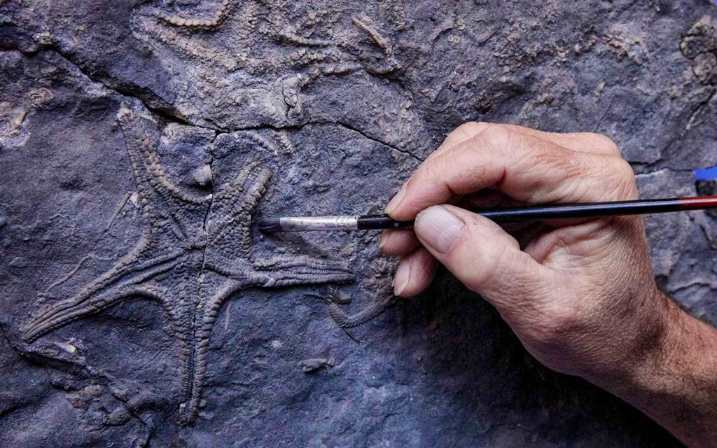 Naturhistorisches Museum Bern zeigt seltenen Fossilienfund