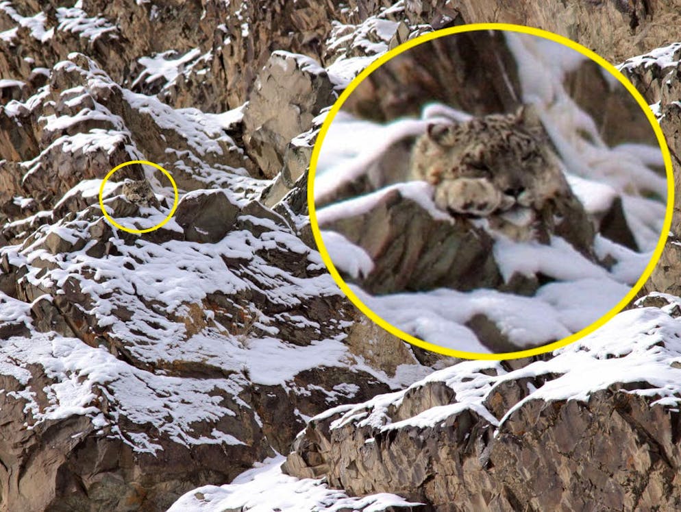 Trouverez-vous les animaux cachés sur ces photos?