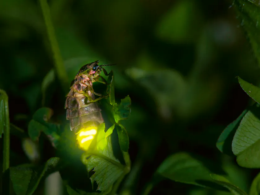 Biodiversità: La lucciola è l'animale dell'anno per Pro Natura | blue News