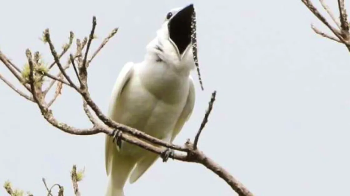 Ornithologie: L'araponga blanc s'égosille par amour | blue News