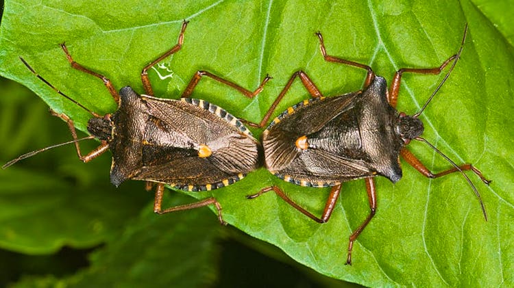Japankäfer erstmals in freier Natur nachgewiesen