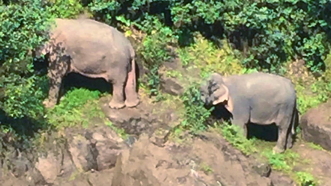 Thaïlande: Six éléphants chutent dans une cascade | blue News