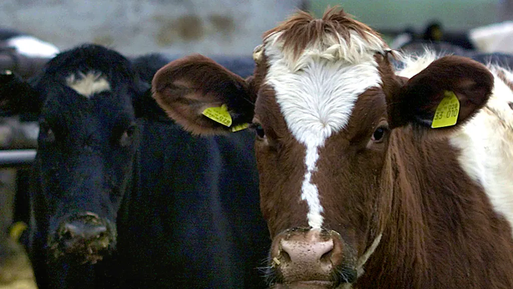 Avancées sur la maladie de la vache folle