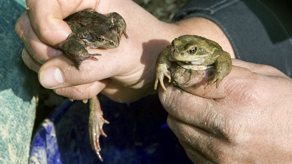 Environnement: Maracon (VD): des passages à batraciens seront aménagés ...