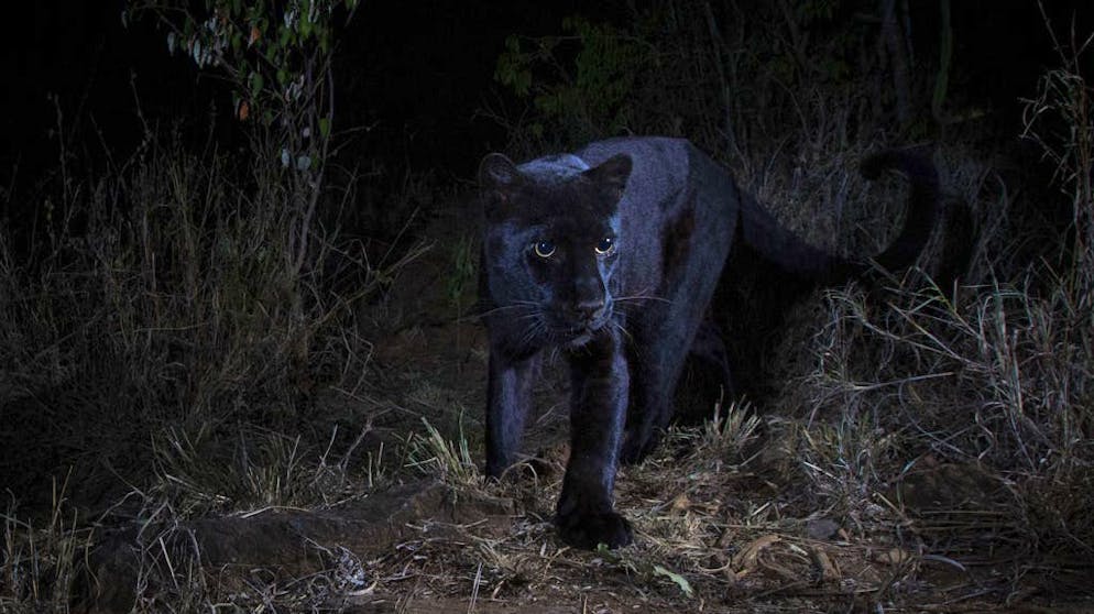 Premières photos d'une panthère noire sauvage depuis 110 ans