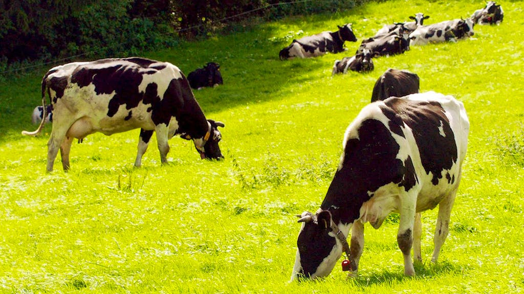 Das Glück der Kuh liegt in der Ruh
