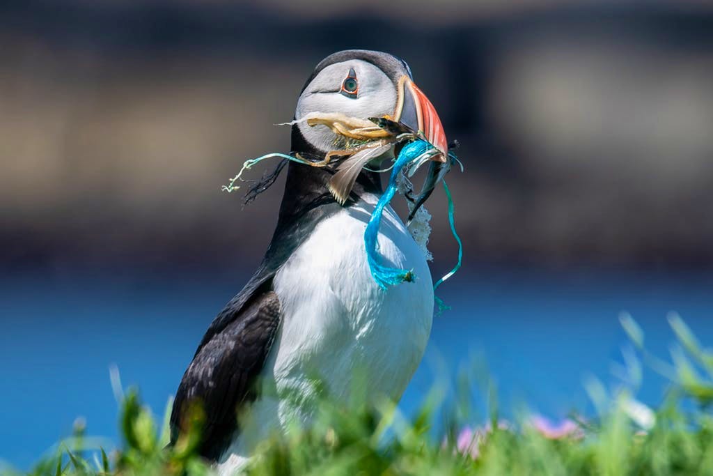 Quando le balene mangiano i rifiuti di plastica e muoiono