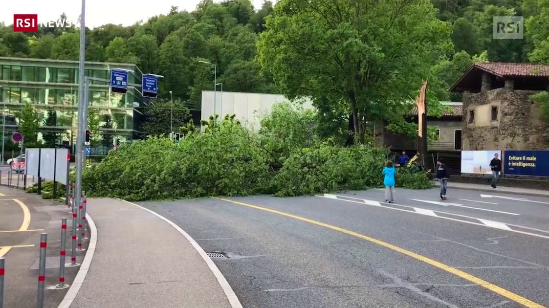 Forte vento: Lugano: albero cade sulla strada a Cornaredo | blue News