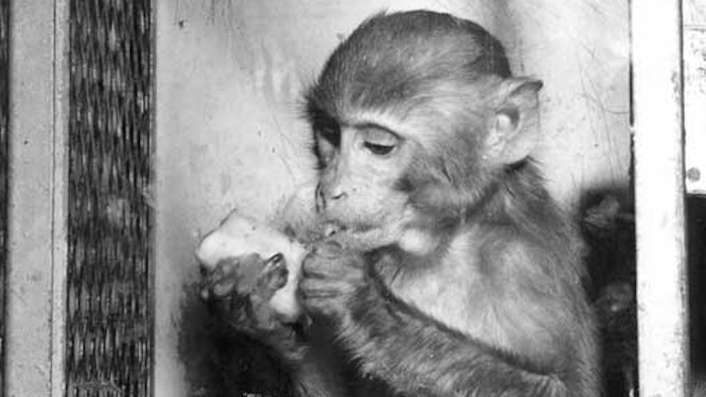 Vor 60 Jahren flogen die Affen «Miss Able» und «Miss Baker» ins All