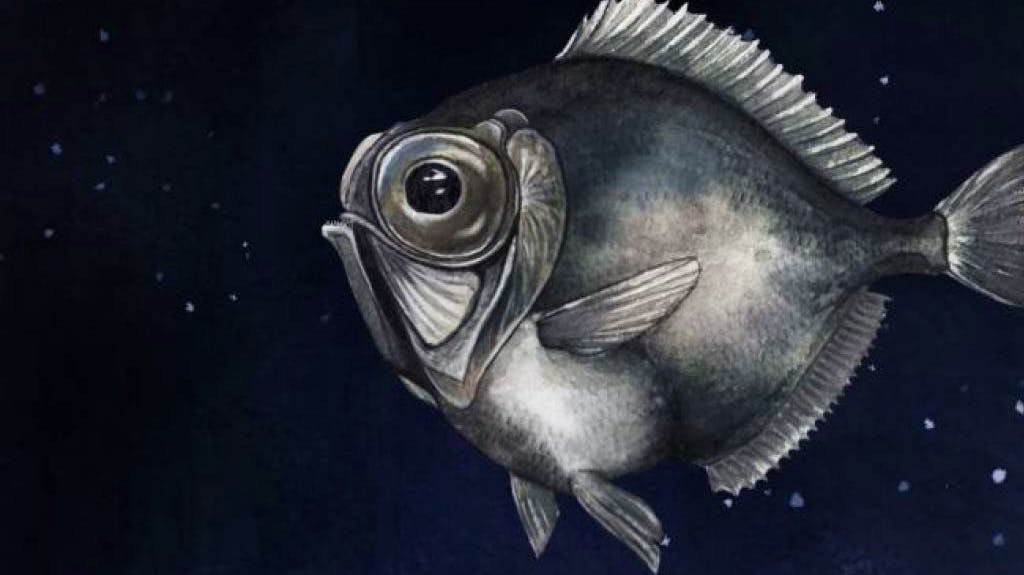 Dieser Tiefseefisch kann Farben sehen im Dunkeln