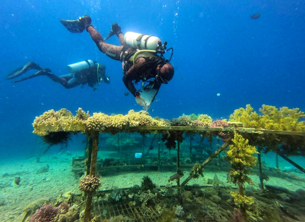 Mer Rouge: des scientifiques israéliens en sauveurs de coraux