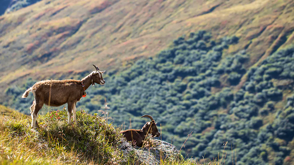 Biologie. Les ruminants «rincent» leur nourriture.