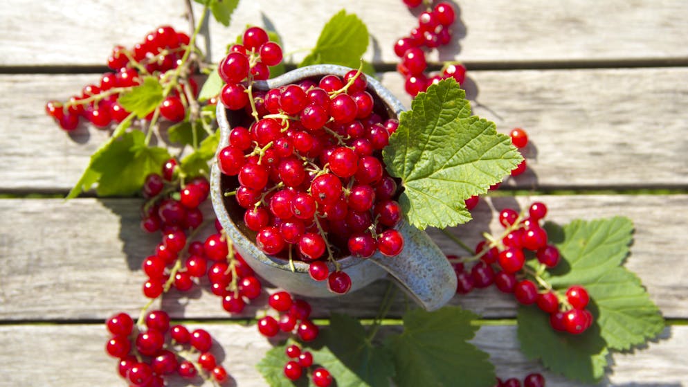 Johannisbeeren – so gesund und vielseitig