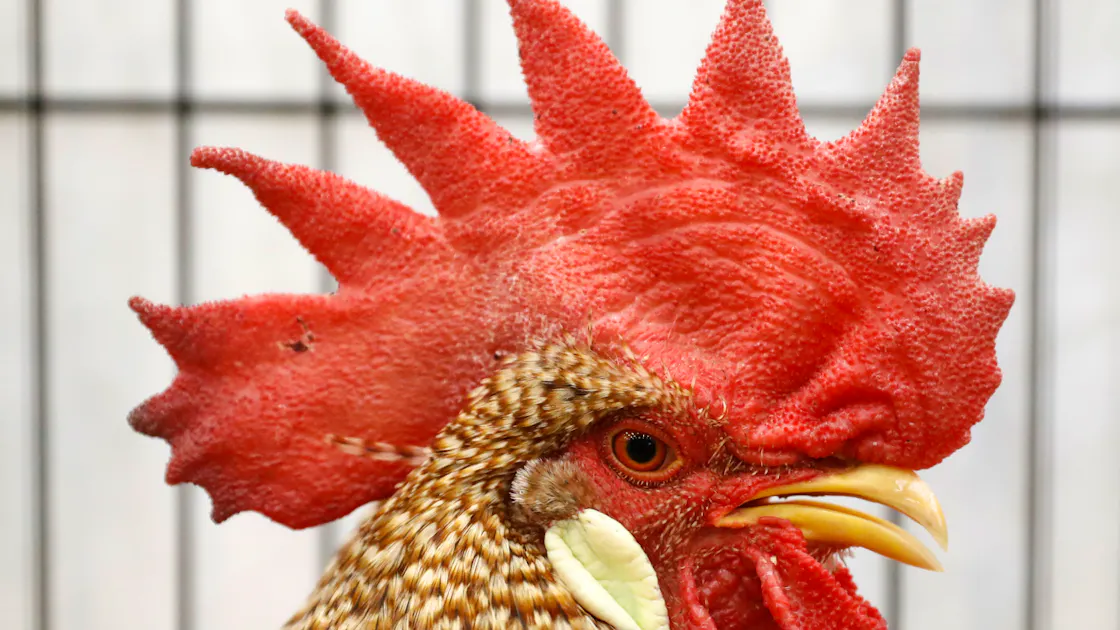 France: Le coq Maurice chante tôt sur l'île d'Oléron | blue News