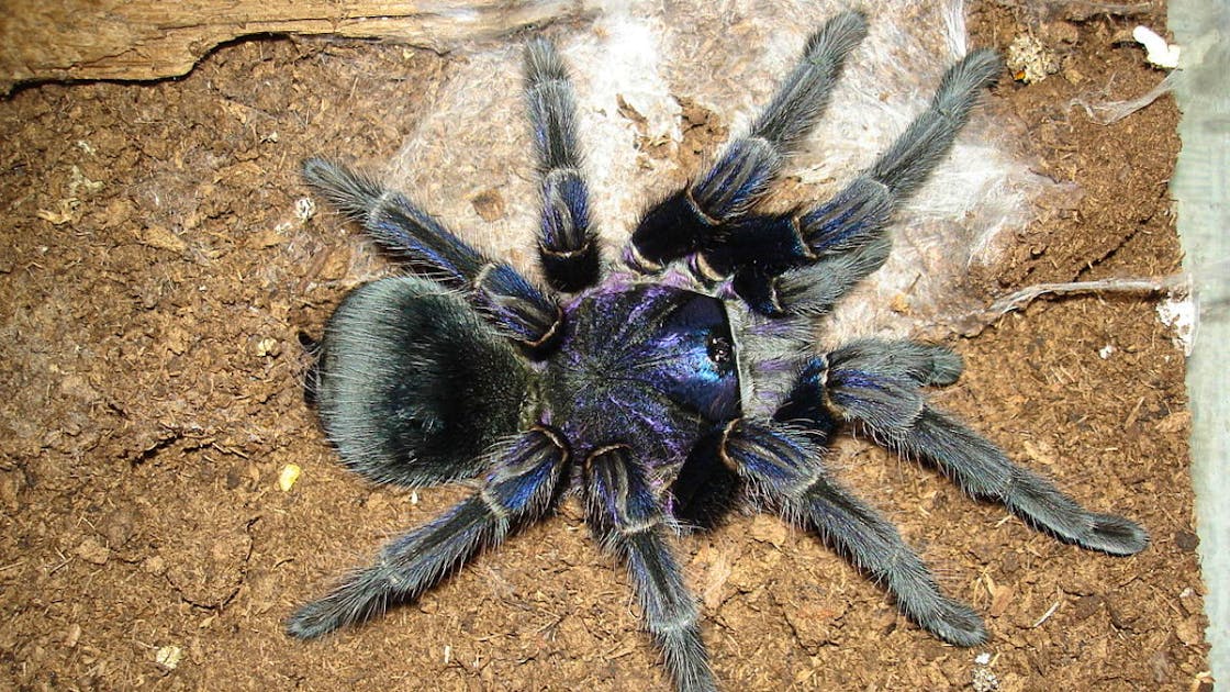 France: Une tarentule découverte dans un supermarché | blue News