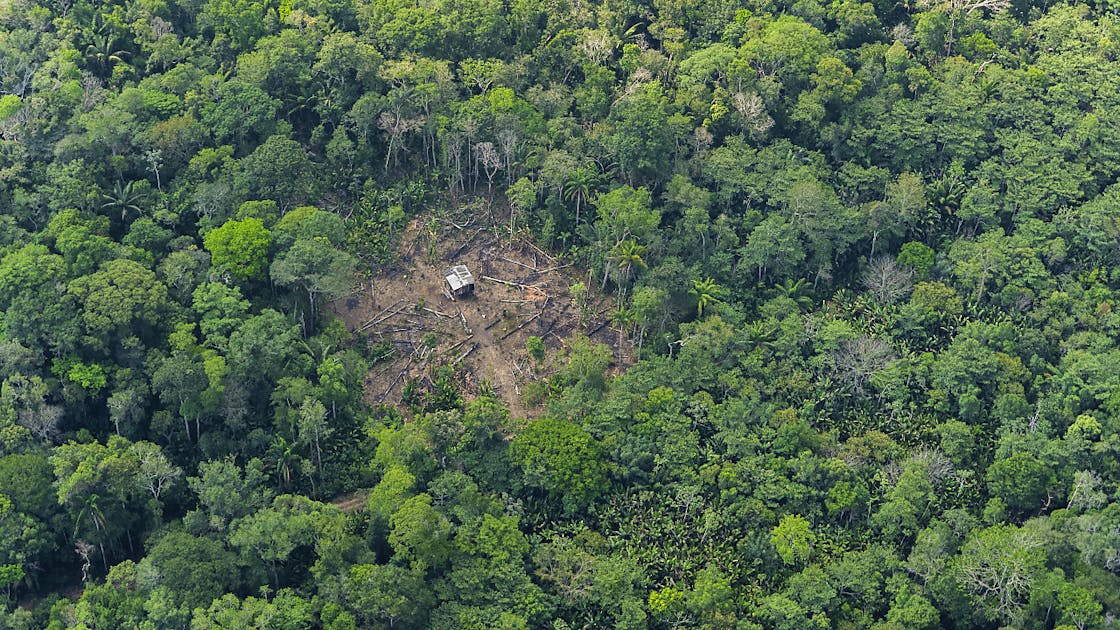 Amazonie: Déboiser l'Amazonie pour survivre | blue News