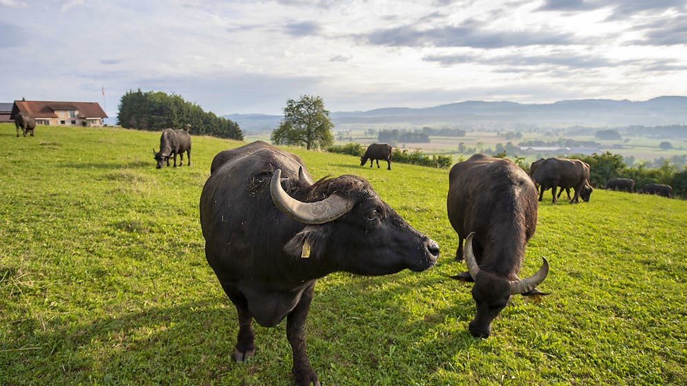 Agriculture. Mozzarella de bufflonne produite en Suisse.