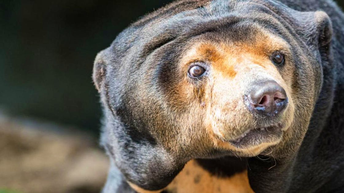Animaux: Mort de la dernière ourse du zoo de Bâle | blue News