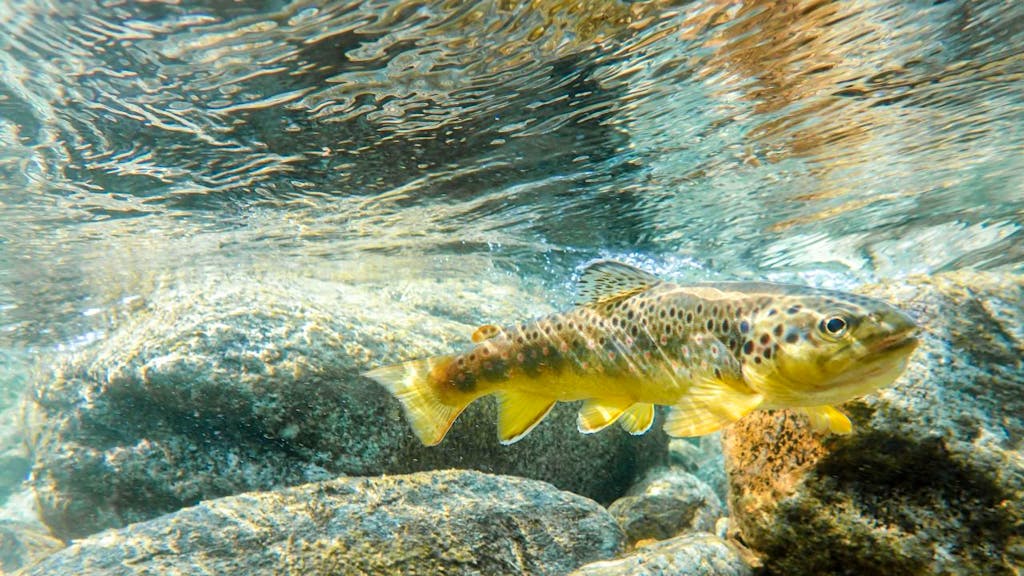 La truite, poisson de l'année 2020