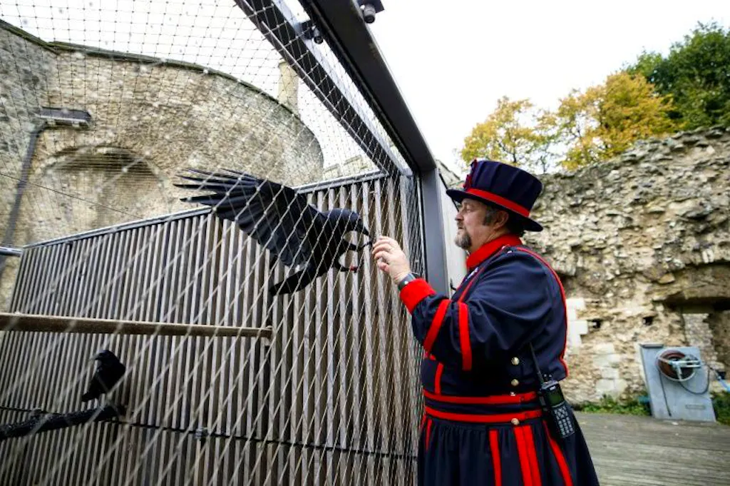 God save the birds: avec le «maître des corbeaux» de la Tour de Londres