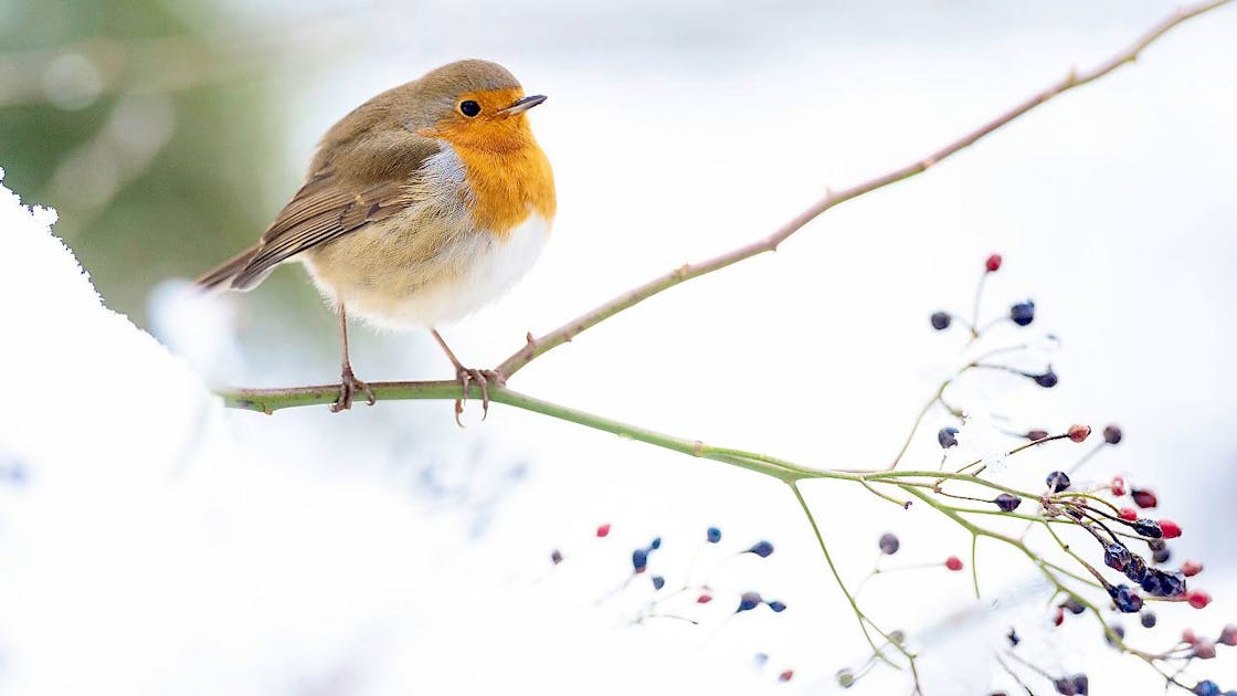 Nature: Recommandations pour nourrir les oiseaux en hiver | blue News