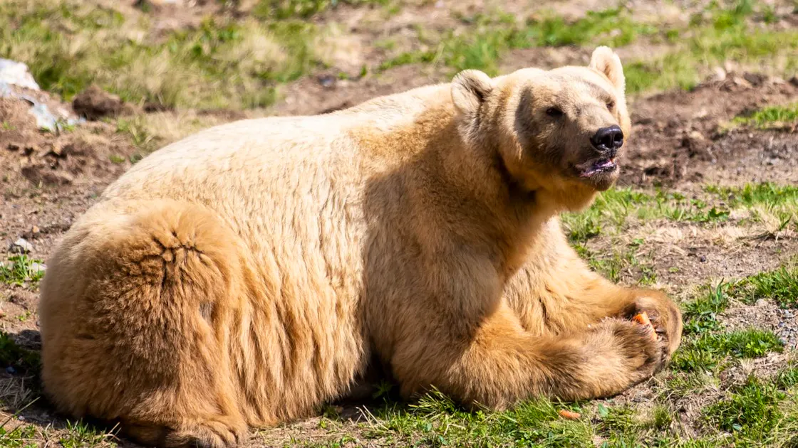 Animaux: Le premier ours d'Arosa est mort | blue News