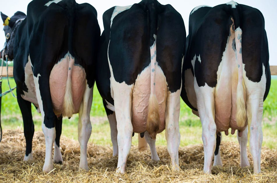 Feed additive reduces methane emissions: If cows fart less, is the milk ...