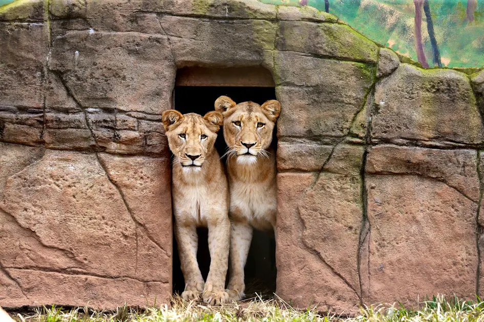 COVID-19: Quattro leoni positivi allo zoo di Barcellona | blue News