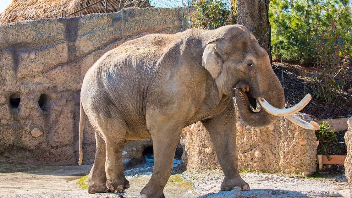 Animaux: Mort de l'éléphant Maxi au zoo de Zurich | blue News