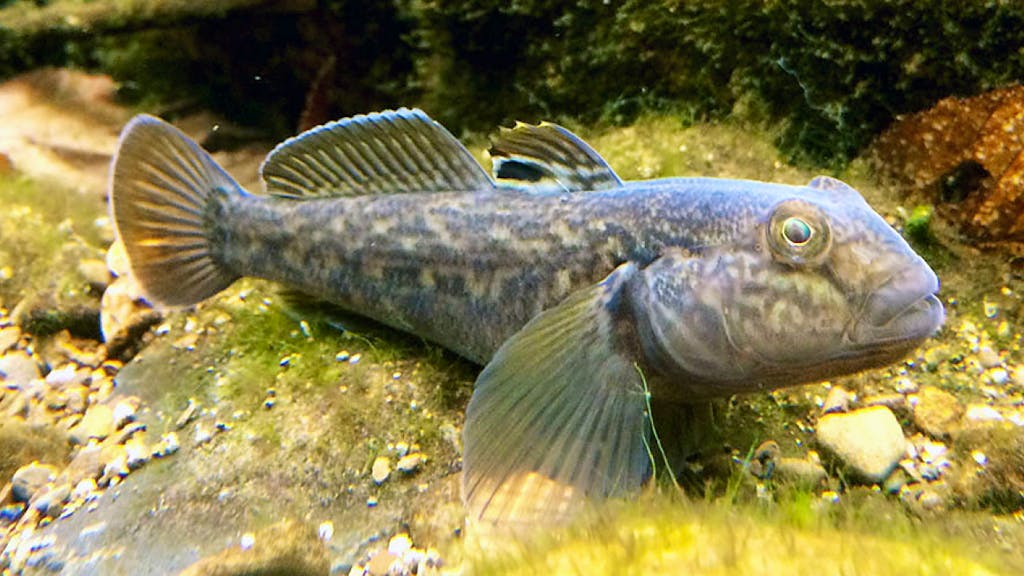 Le secret du gobie à taches noires