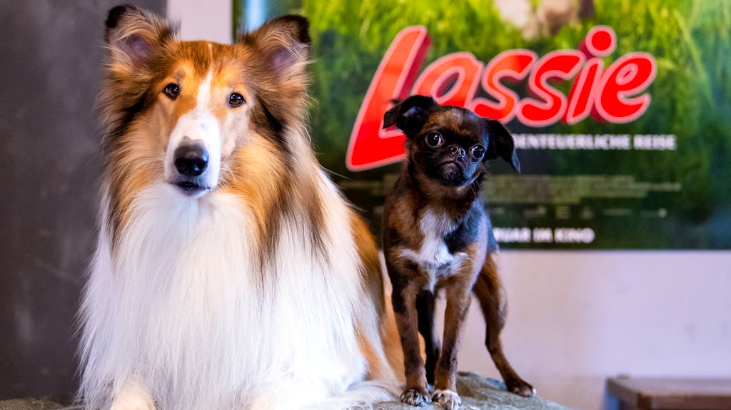 «Lassie» kehrt auf die Leinwand zurück