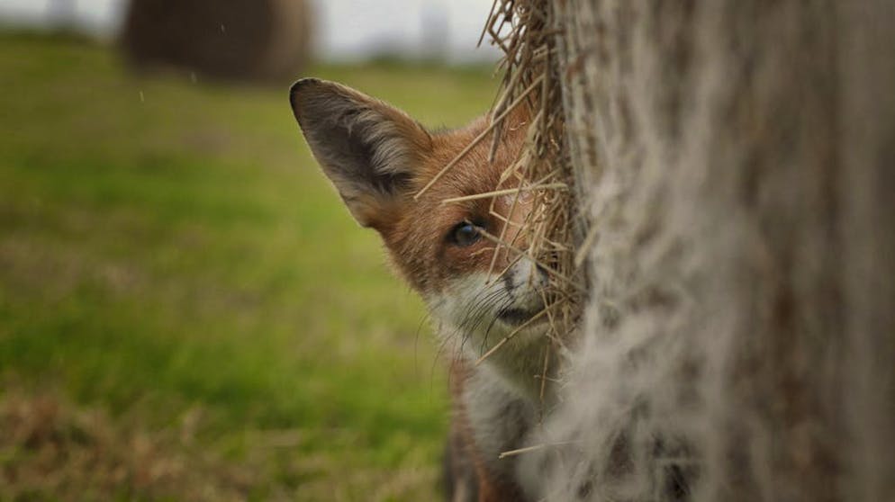 Ces photographes ont «adopté» une renarde