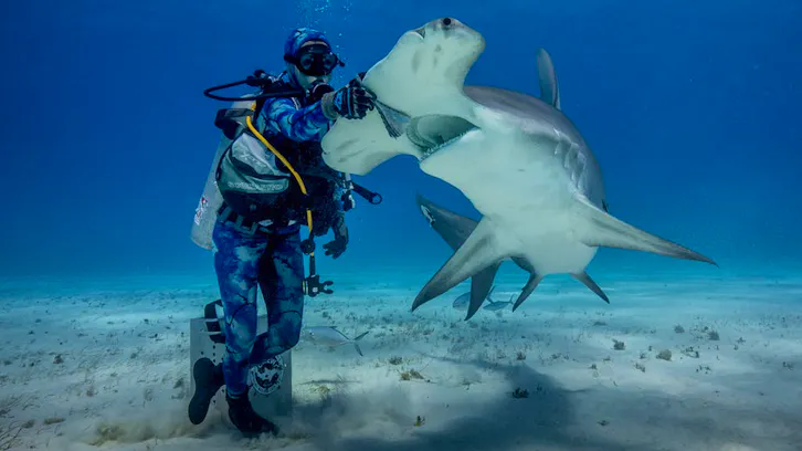 Des plongeurs nourrissent des requins-marteaux à la main