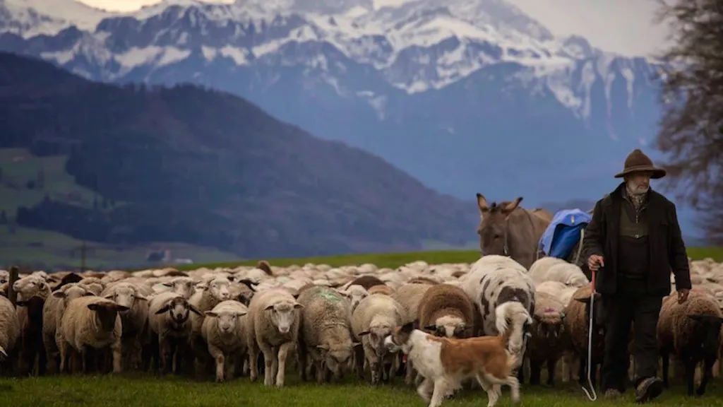La transhumance, une belle odyssée suisse