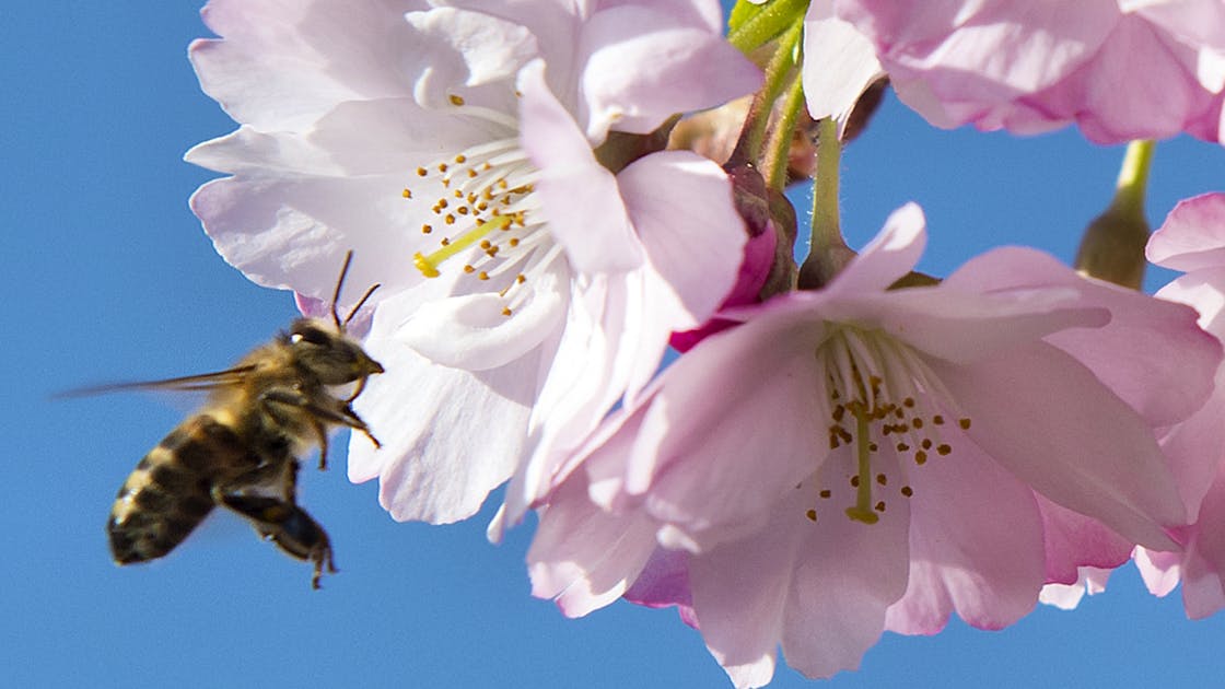 Environnement: Journée des abeilles le 20 mai | blue News