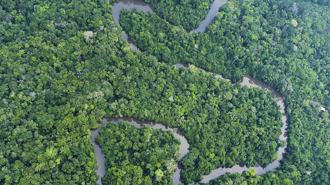 Climat: Le rôle des forêts tropicales en danger | blue News