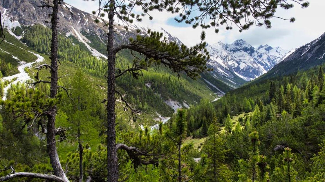 Endliche Ressourcen: Wald ist 150 Billionen wert | blue News