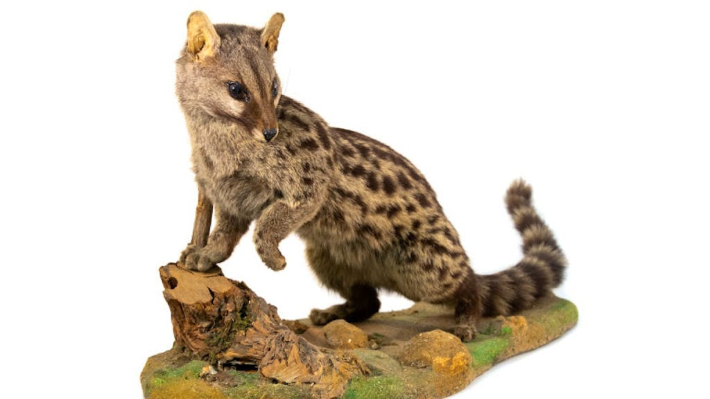 La genette fait son apparition en Suisse