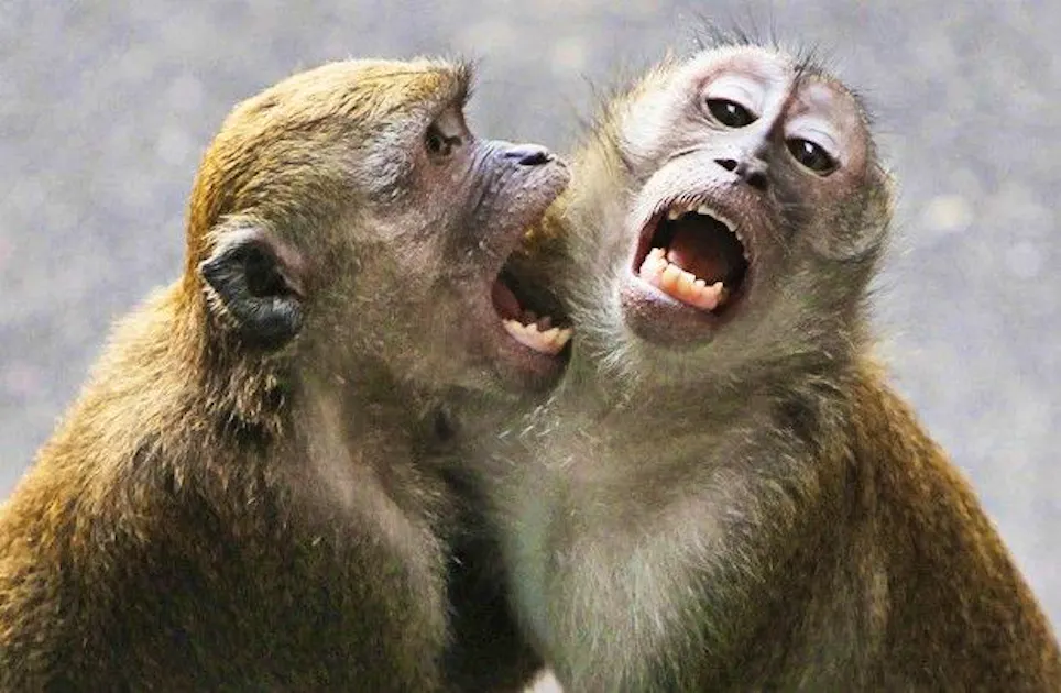 Virus du singe B: La Chine signale la première infection humaine à ...