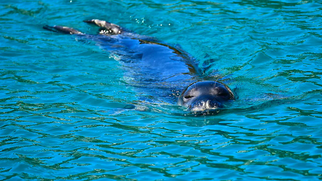 Grecia: Rabbia per l'uccisione della foca mascotte di Alonissos | blue News